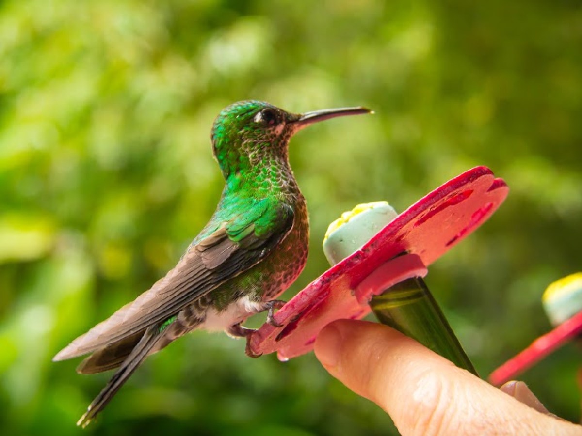 Costa Rica Wildlife Sanctuary - Guanacaste | Diamante Eco Adventure Park