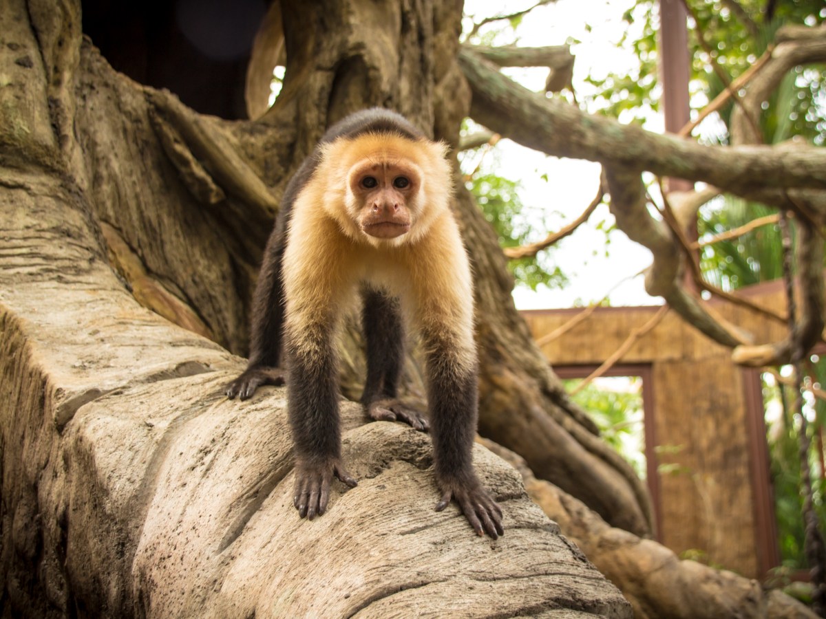 Costa Rica Wildlife Sanctuary - Guanacaste | Diamante Eco Adventure Park