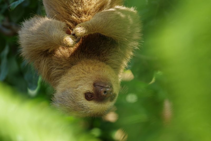 #1 Sloth Sanctuary in Costa Rica (Rescued Sloths) | Diamante Eco Park