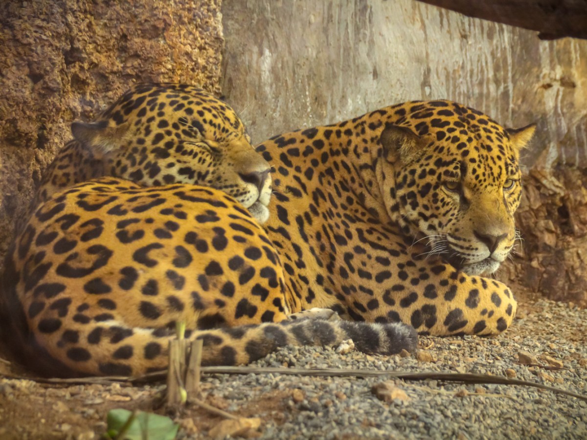 Costa Rica Wildlife Sanctuary - Guanacaste | Diamante Eco Adventure Park