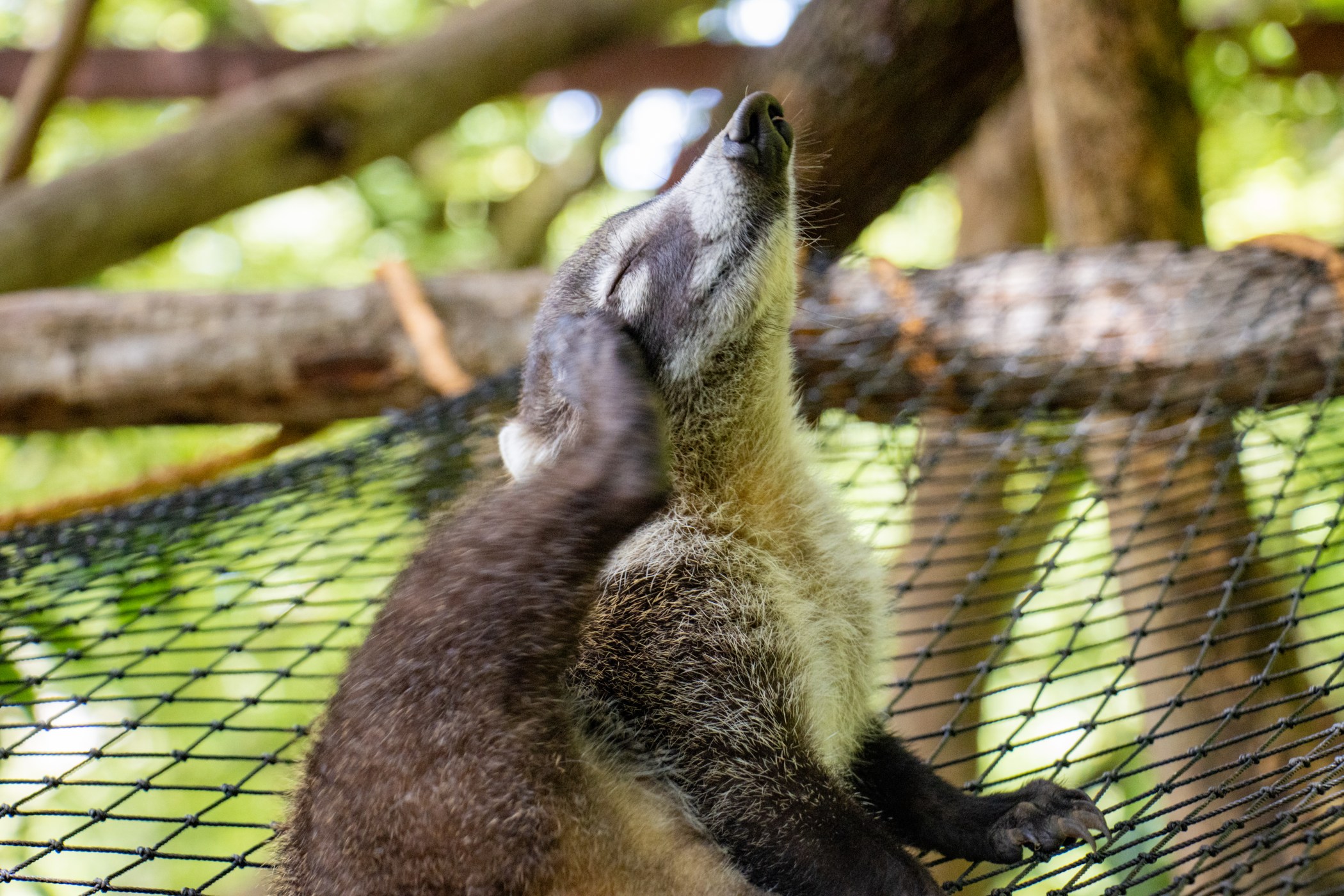 White-Nosed Coati Fun Facts | Diamante Eco Adventure Park